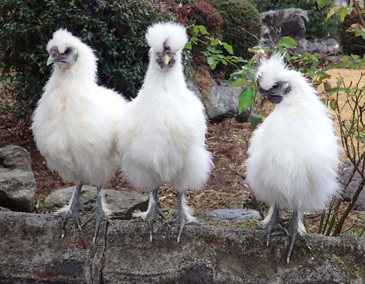 Snap.as: Share your photos — Silky Ukokkei 202101